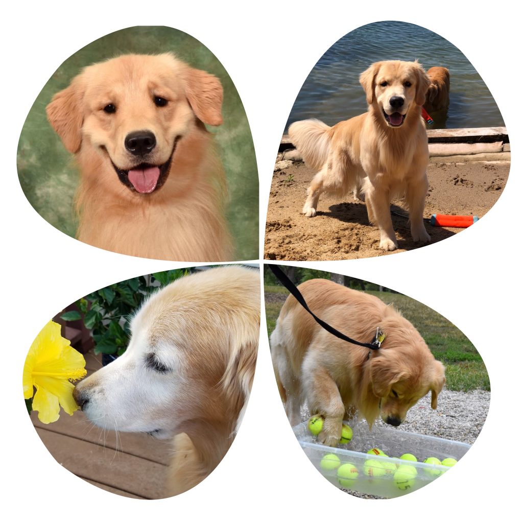 Join – Golden Retriever Club of Illinois